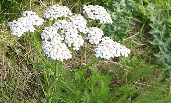 Geranium Essential Oil