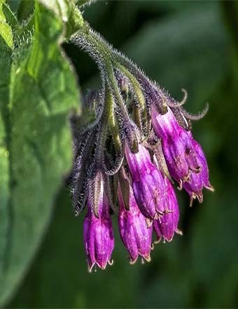 Allantoin — Woman With Mind